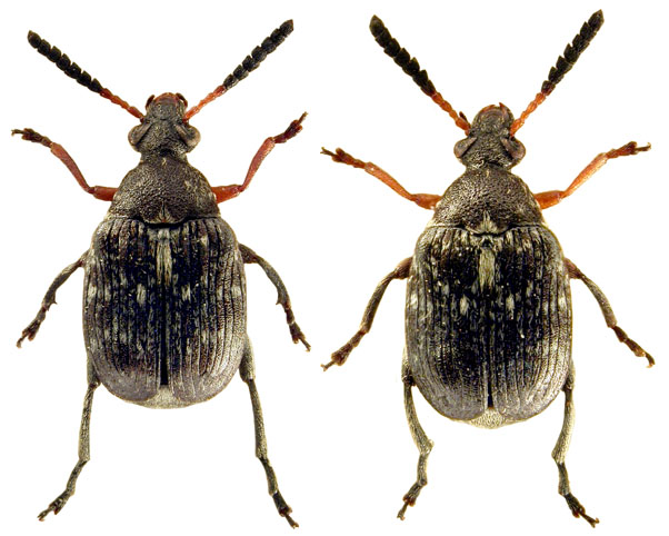 Bruchus atomarius | UK Beetle Recording